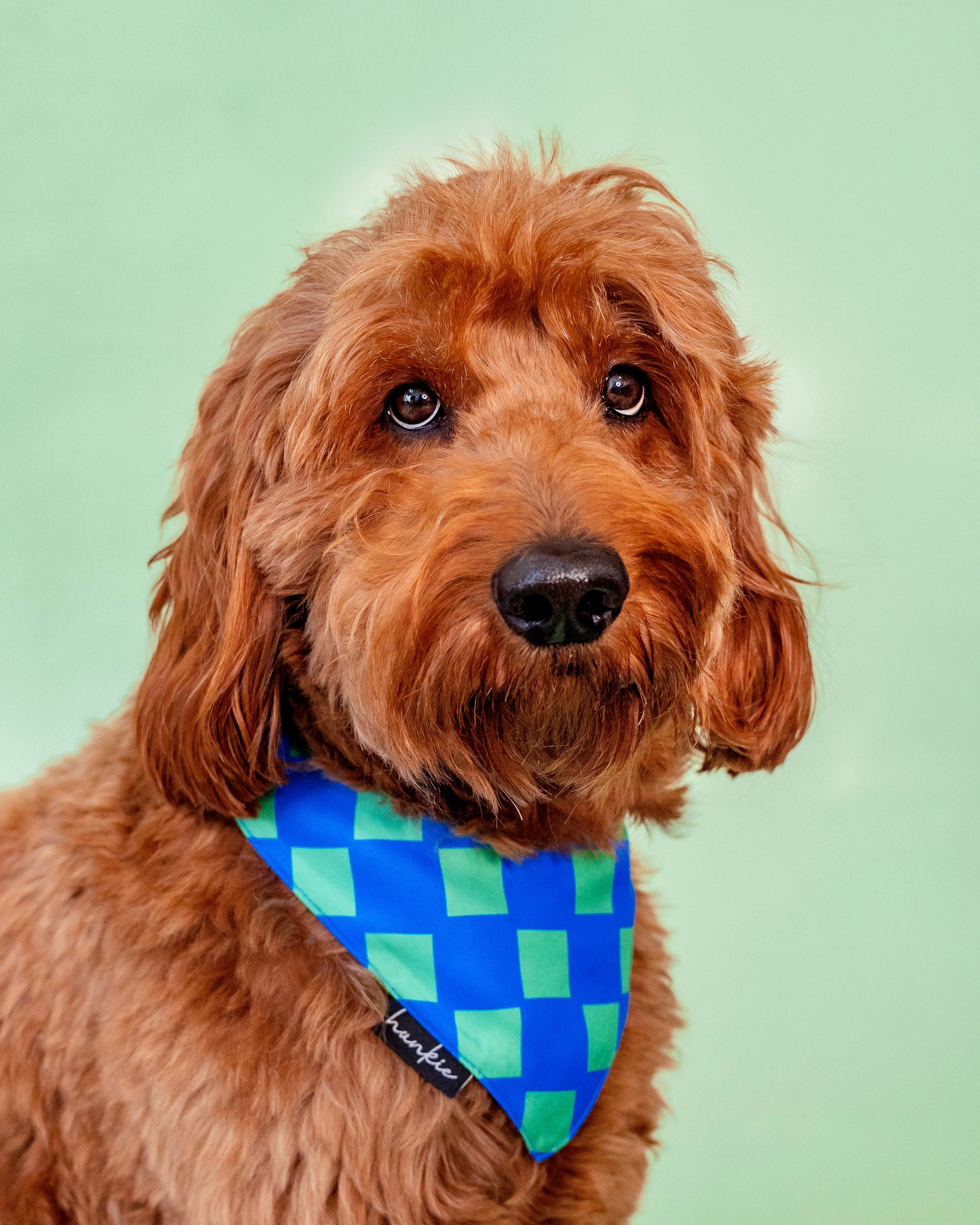 Shop All | Breeding Empire – Dog Supplies & Treats